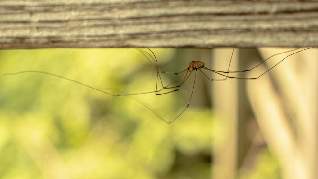 Spider Alarm Highlights | SEN.news - No. 1