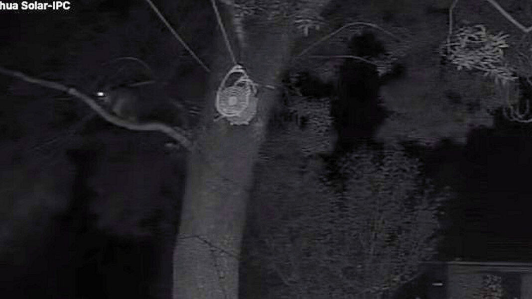 Possum Highlights Alarm CCTV Importance | SEN.news - No. 1