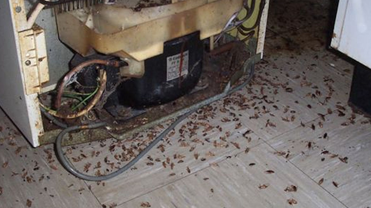 Sensor Cockroach Infestation | SEN.news - No. 1
